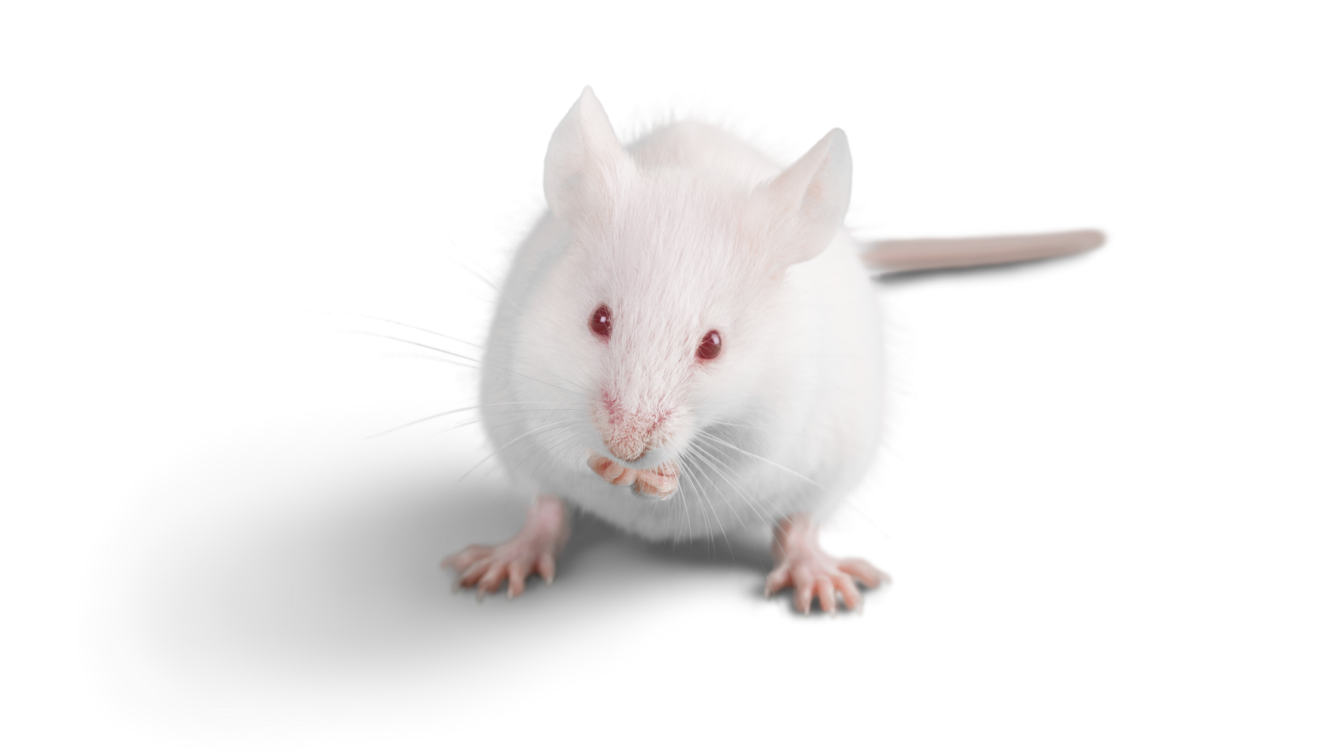 proefdieronderzoek.be